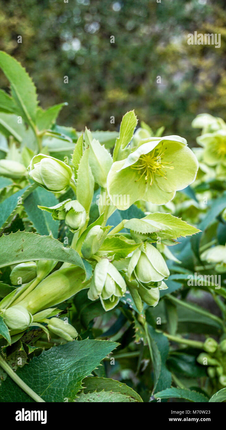 Helleborus Lividus closeup 8 Stock Photo - Alamy
