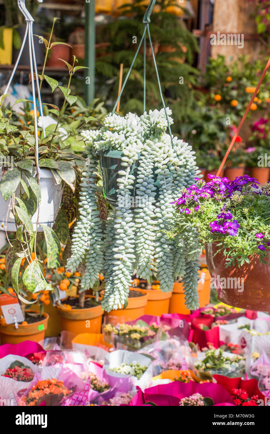 Beautiful colorful natural spring flowers in view Stock Photo - Alamy