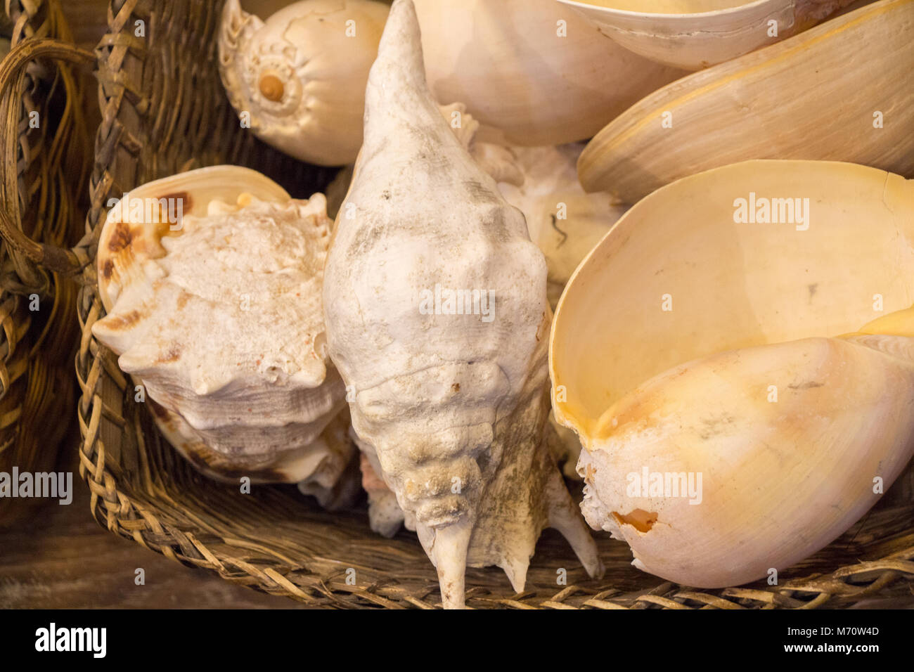 Same type of sea shells collected for decorative purposes Stock Photo ...