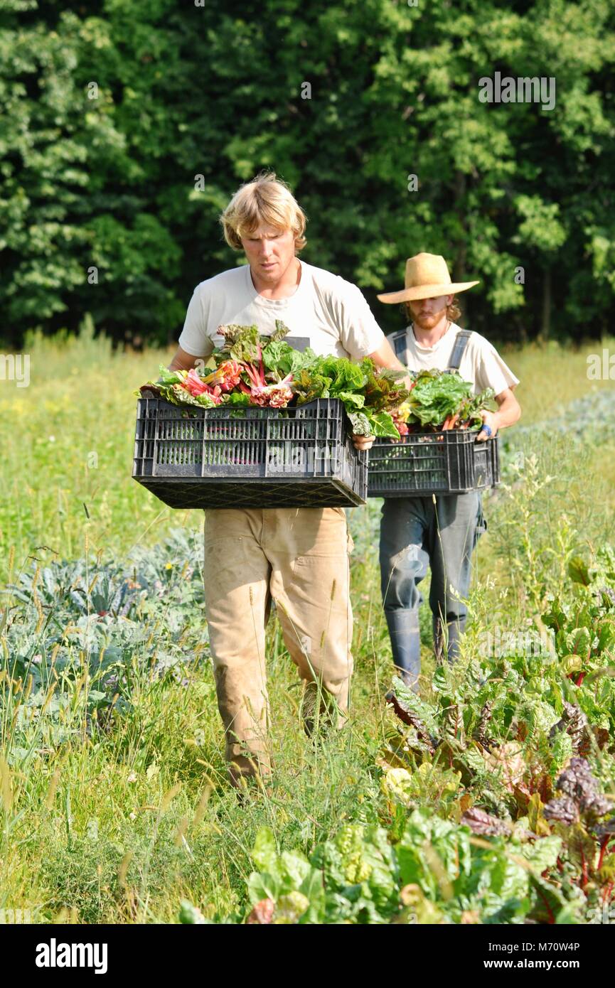 Farmer working in field, harvesting fresh produce in planted rows of ...