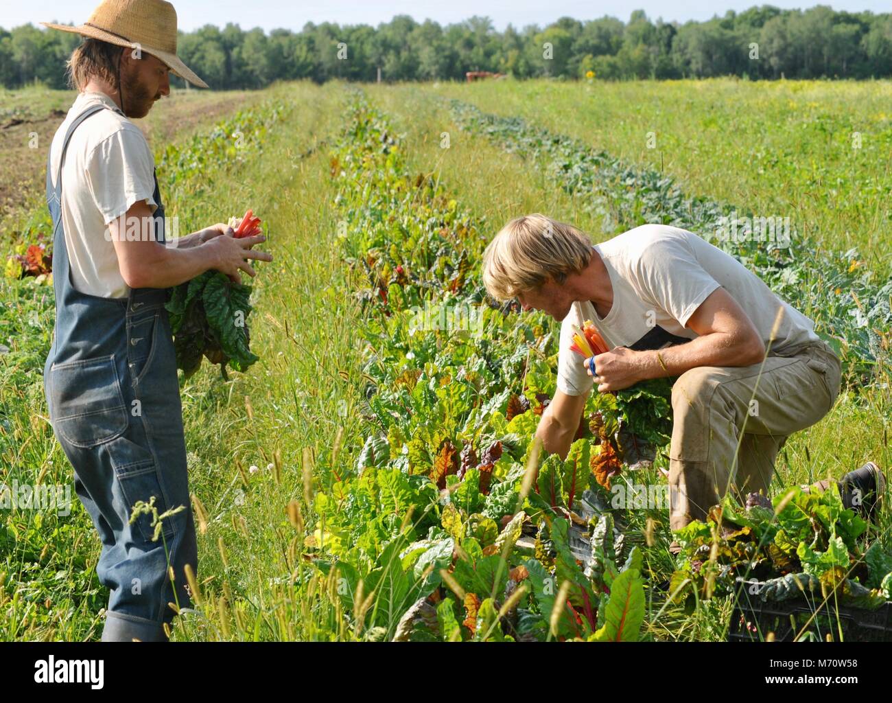 Farmer working in field, harvesting fresh produce in planted rows of ...