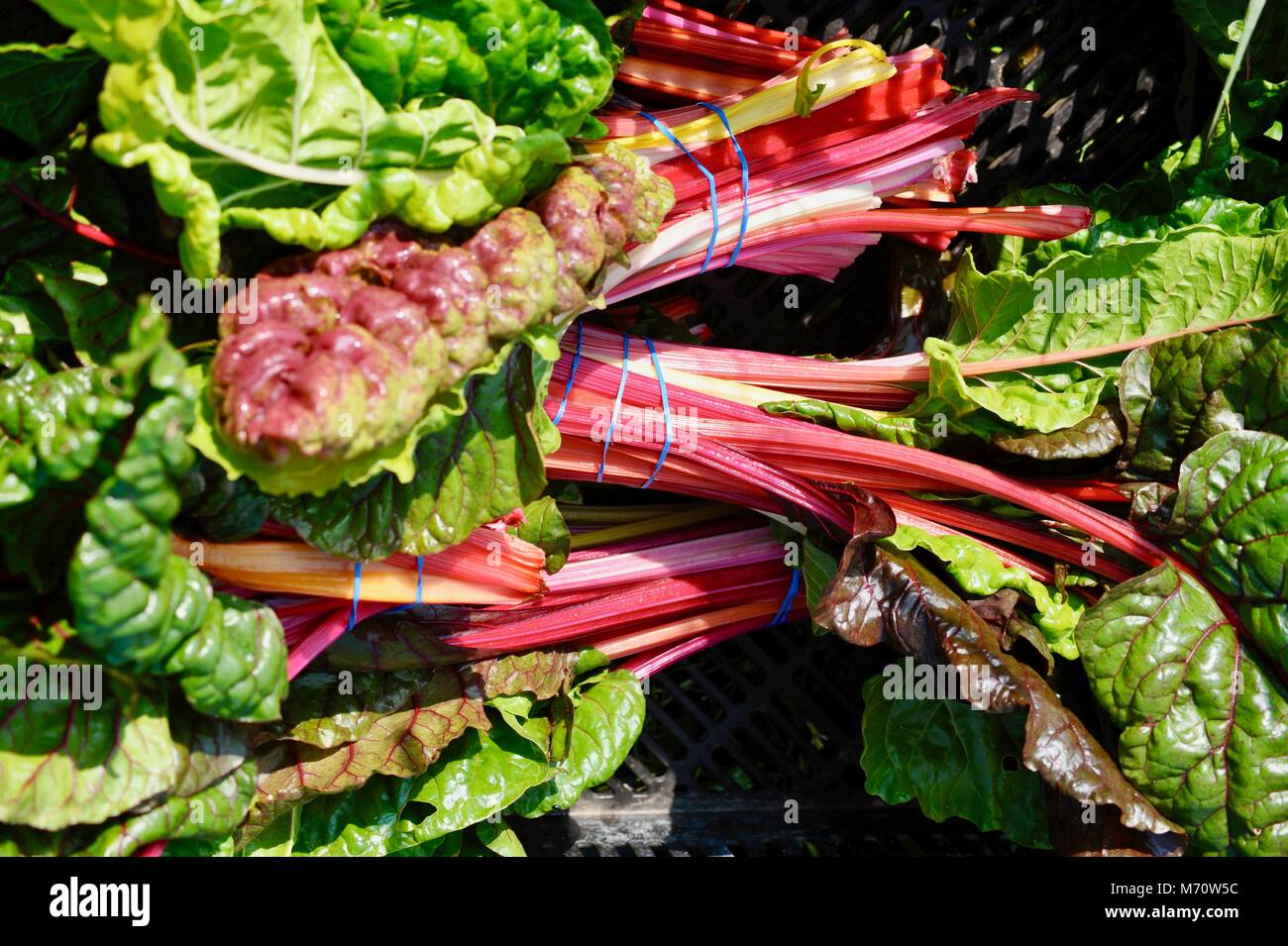 Farm fresh Swiss chard harvested and grouped with rubber bands, in ...