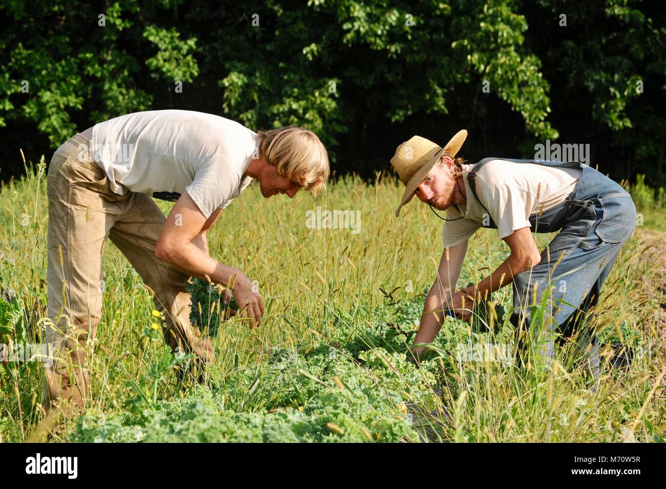 Farmer working in field, harvesting fresh produce in planted rows of ...