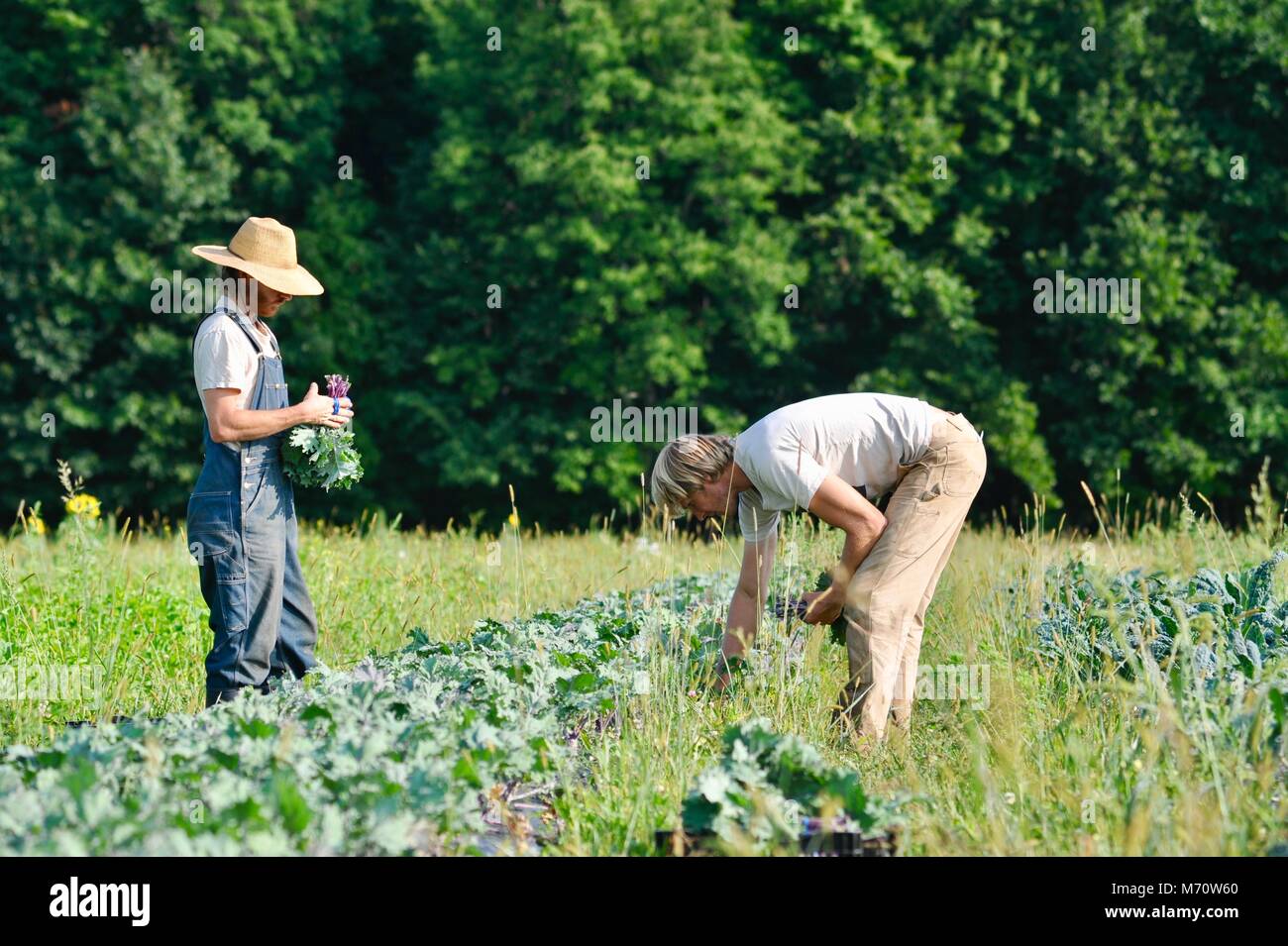Farmer working in field, harvesting fresh produce in planted rows of ...