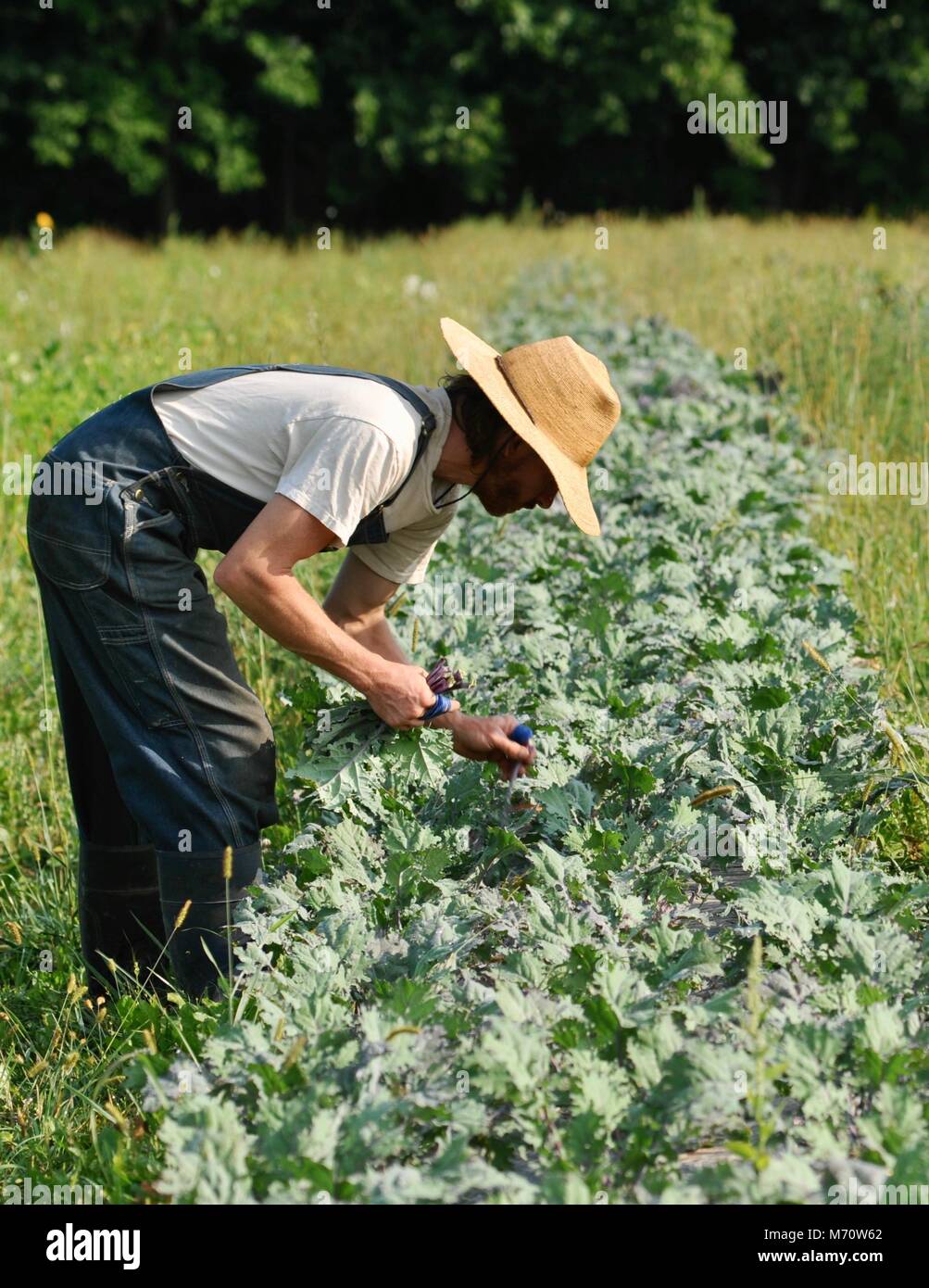 Farmer working in field, harvesting fresh produce in planted rows of ...