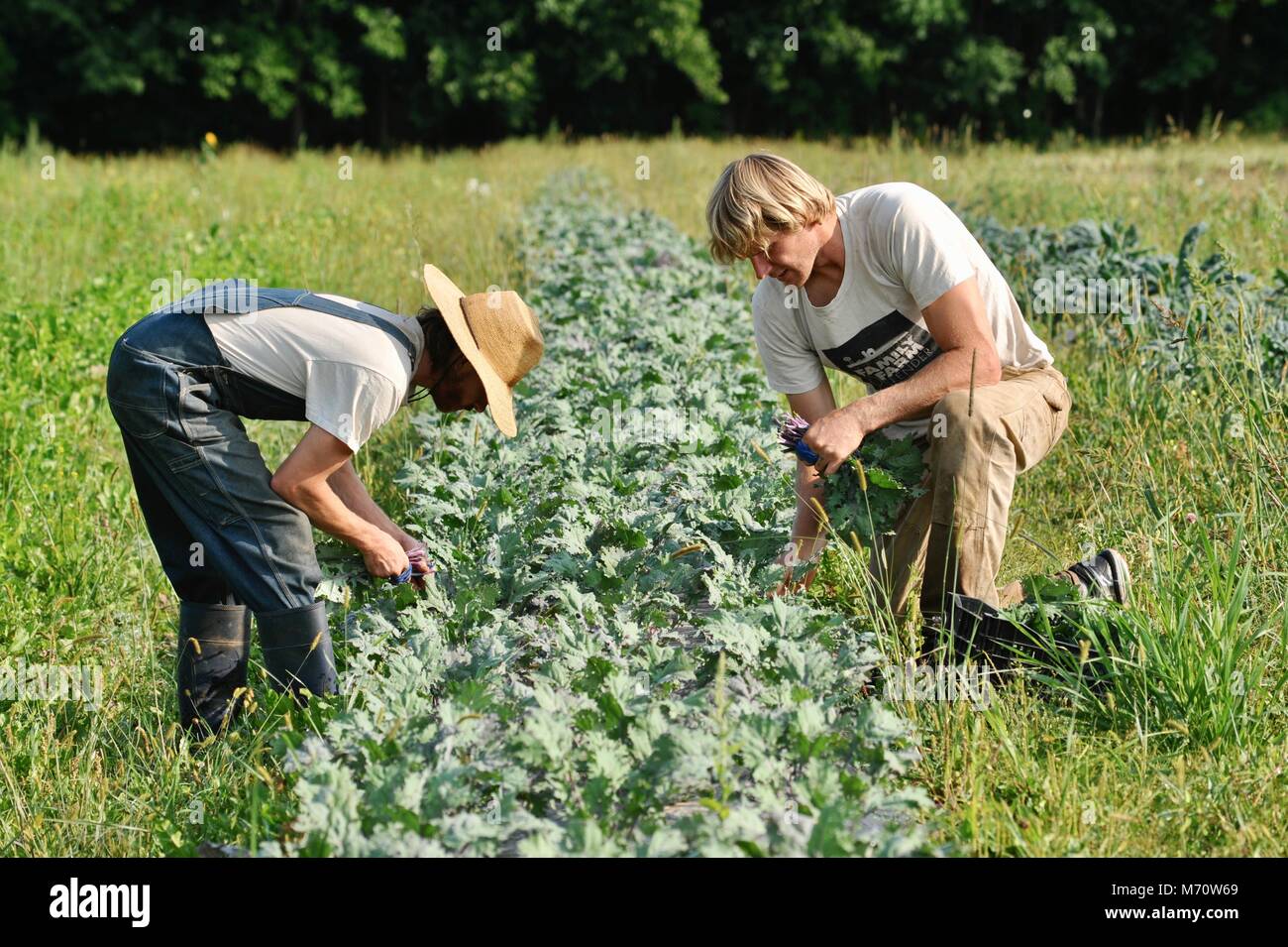 Farmer working in field, harvesting fresh produce in planted rows of ...