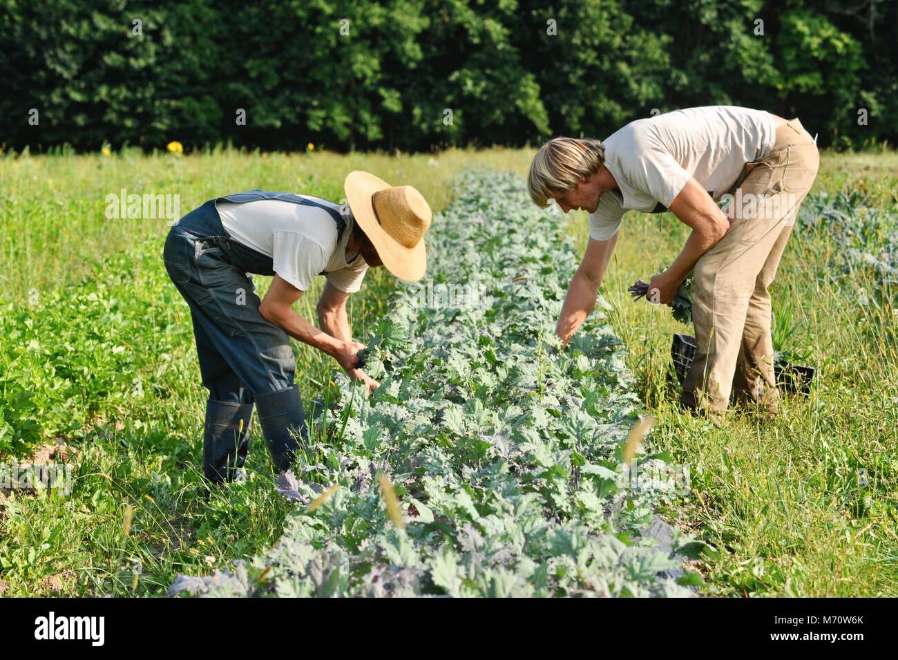 Farmer working in field, harvesting fresh produce in planted rows of ...
