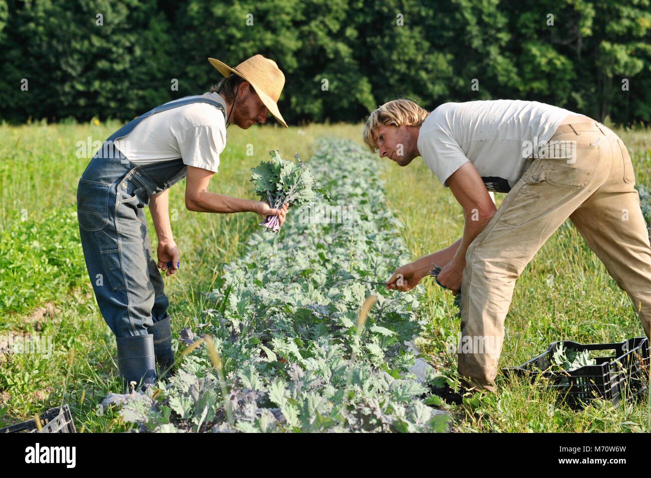 Farmer working in field, harvesting fresh produce in planted rows of ...