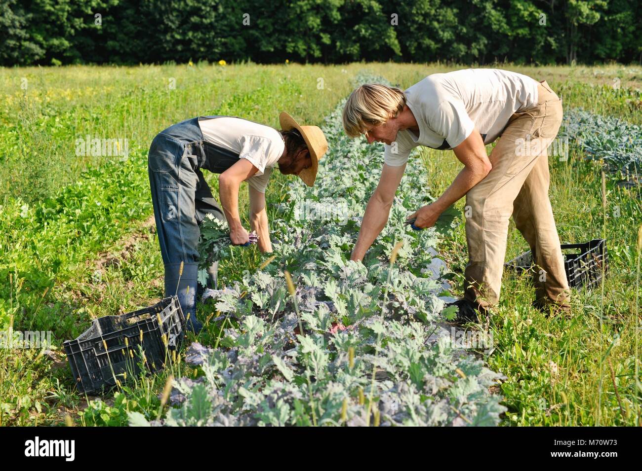 Farmer working in field, harvesting fresh produce in planted rows of ...