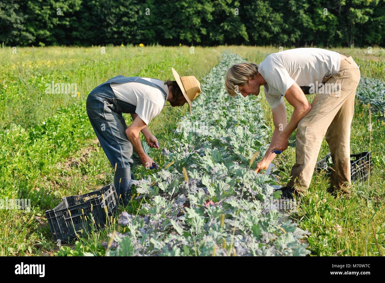 Farmer working in field, harvesting fresh produce in planted rows of ...