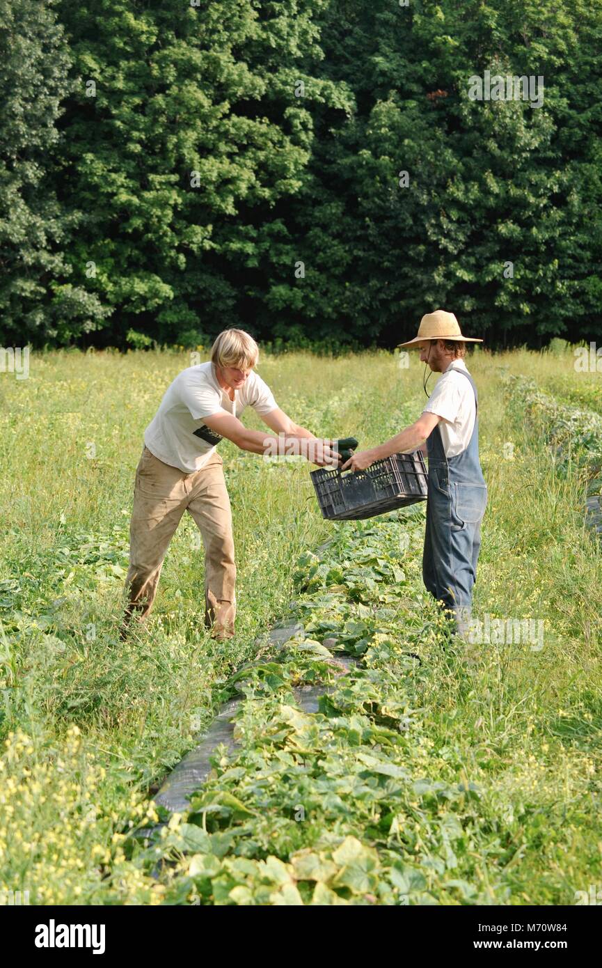 Farmer working in field, harvesting fresh produce in planted rows of ...