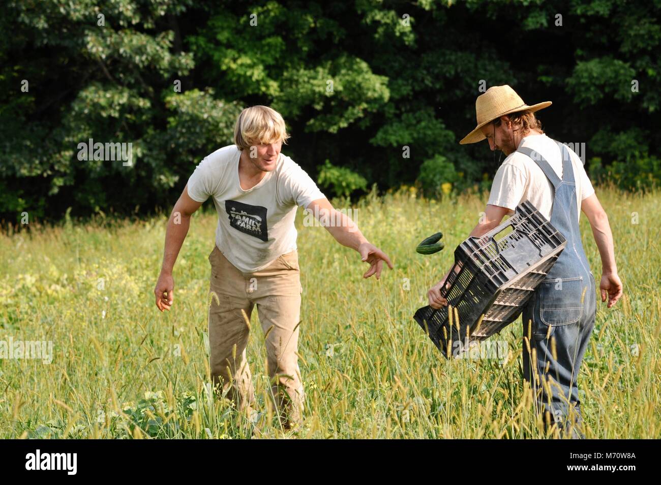 Farmer working in field, harvesting fresh produce in planted rows of ...