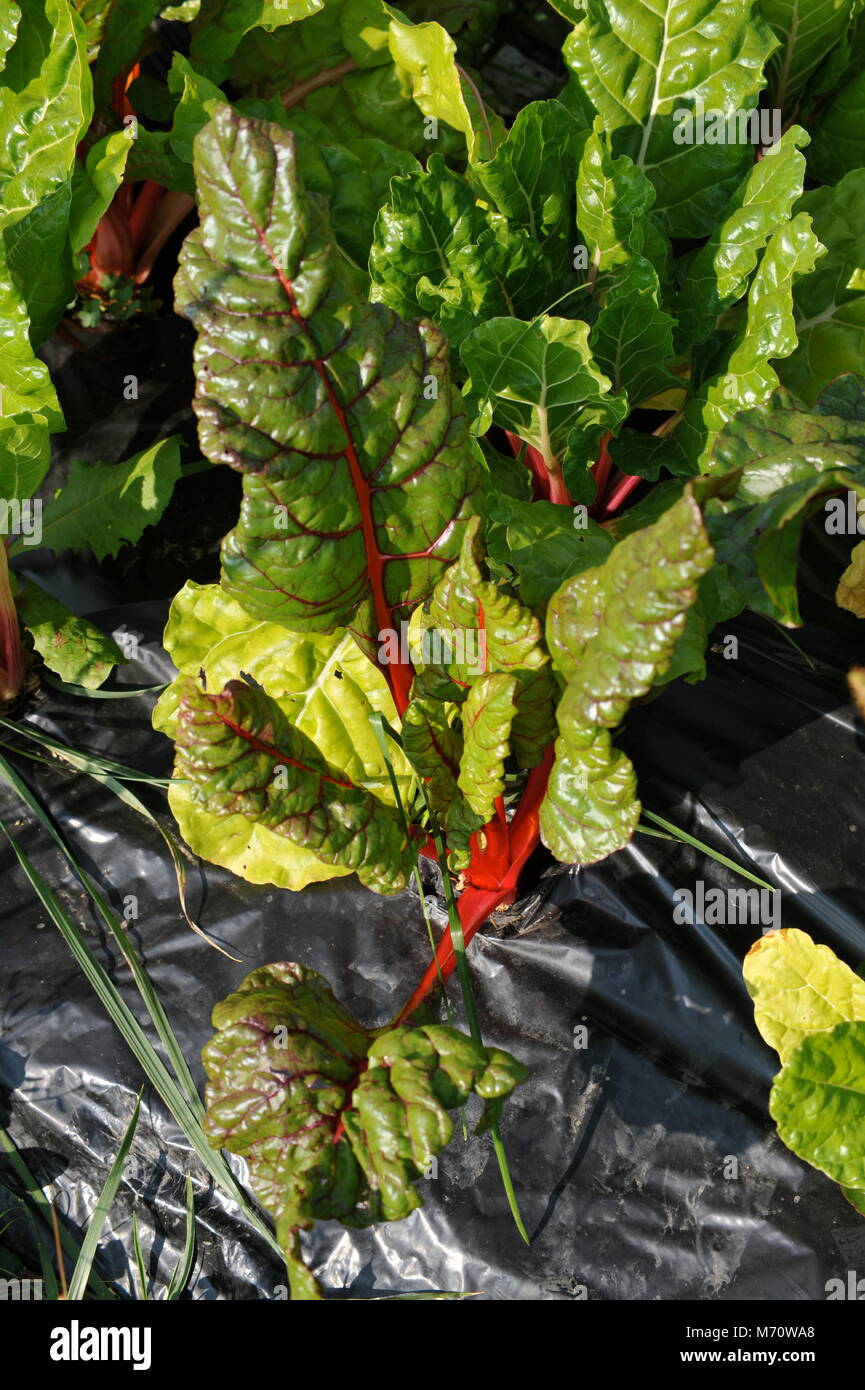 Growing farm fresh Swiss chard in black plastic as a weed/mulch barrier ...