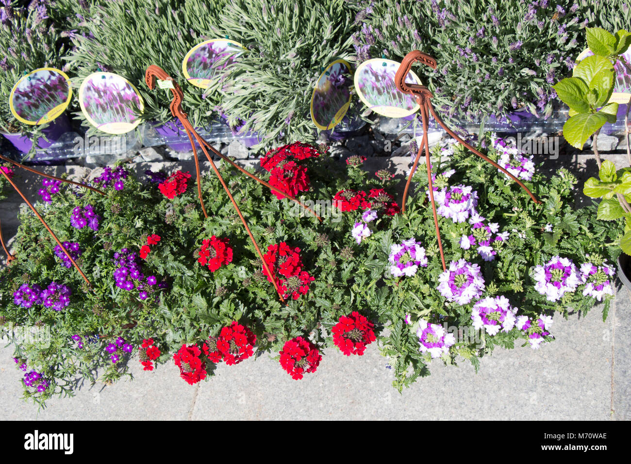 Beautiful colorful natural spring flowers in view Stock Photo - Alamy