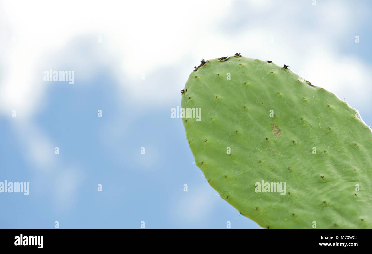 Prickly pear leaf Stock Photo - Alamy
