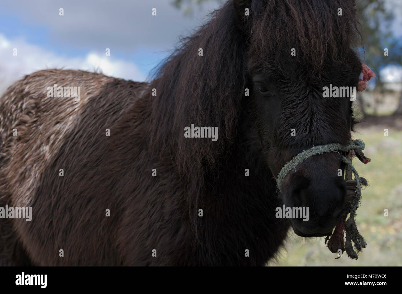 Brown pony with black mane hi-res stock photography and images - Alamy