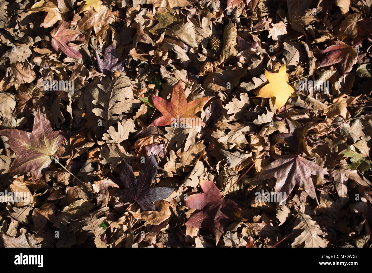 Texture background of autumn season with leaves Stock Photo - Alamy