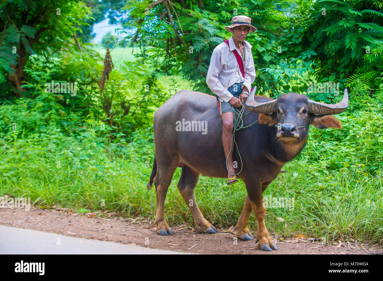 Burmese farmer riding buffalo in Shan state Myanmar Stock Photo - Alamy