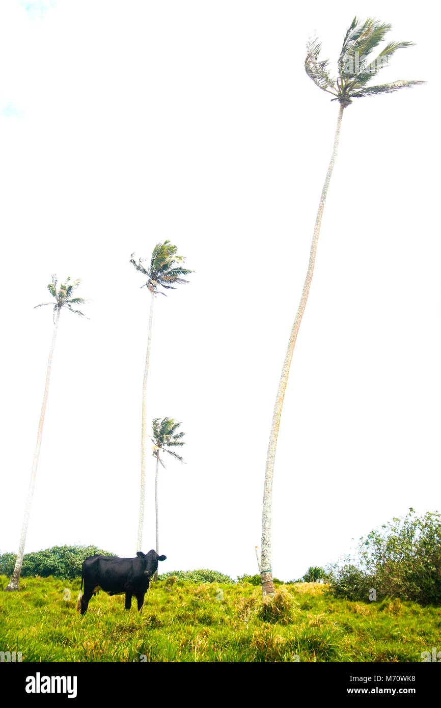Lifuka island. ha´apai islands. Tonga. Polynesia Stock Photo - Alamy