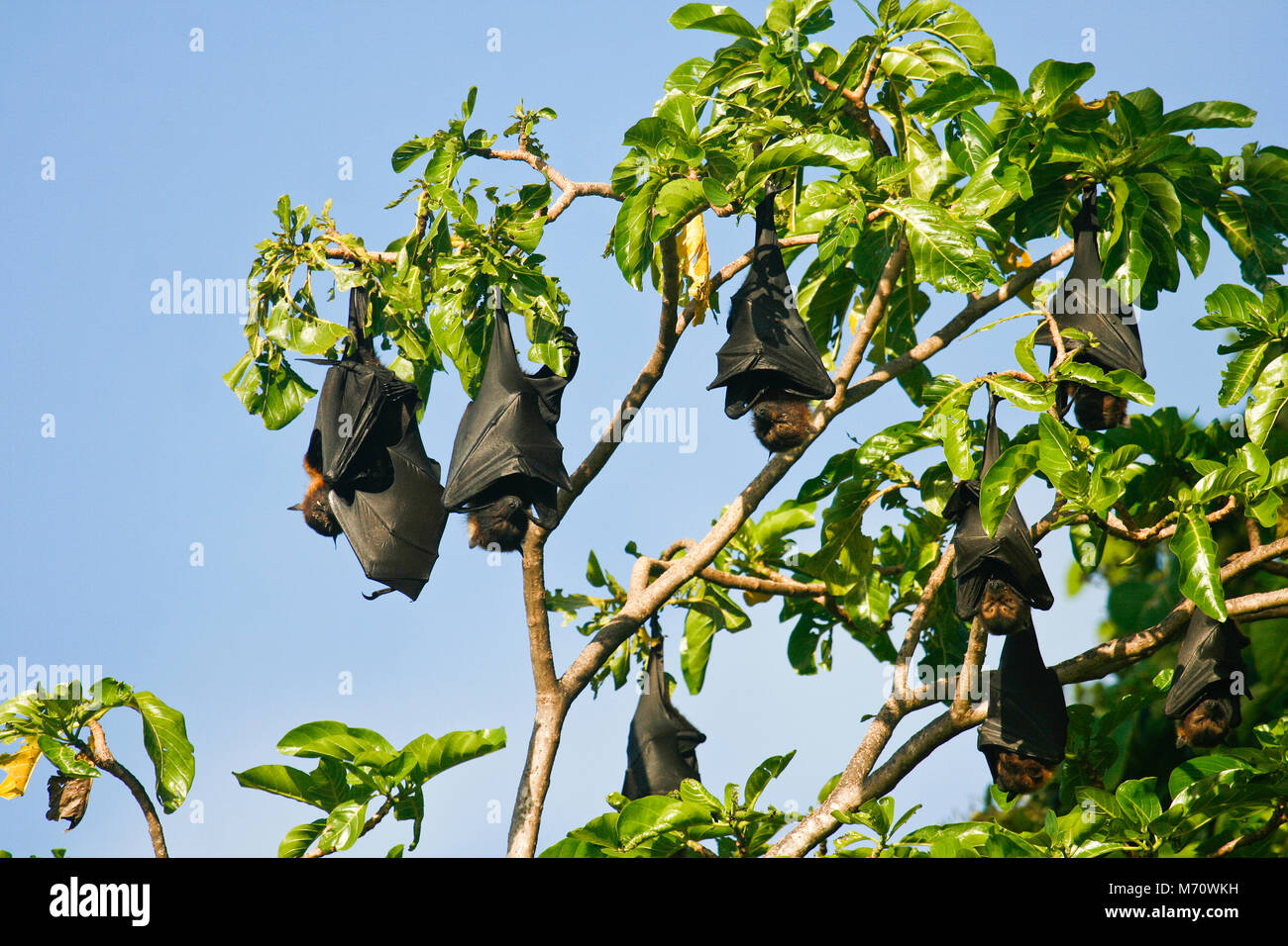Large flying fox, Pteropus tonganus. Ha'apai islands. Tonga. Polynesia ...