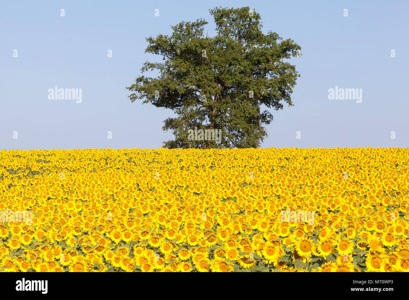 Sunflowers in morning summer field hi-res stock photography and images ...