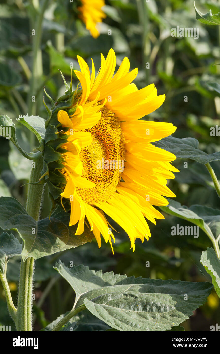 Single bright yellow sunflower or Helianthus annuus in morning light ...