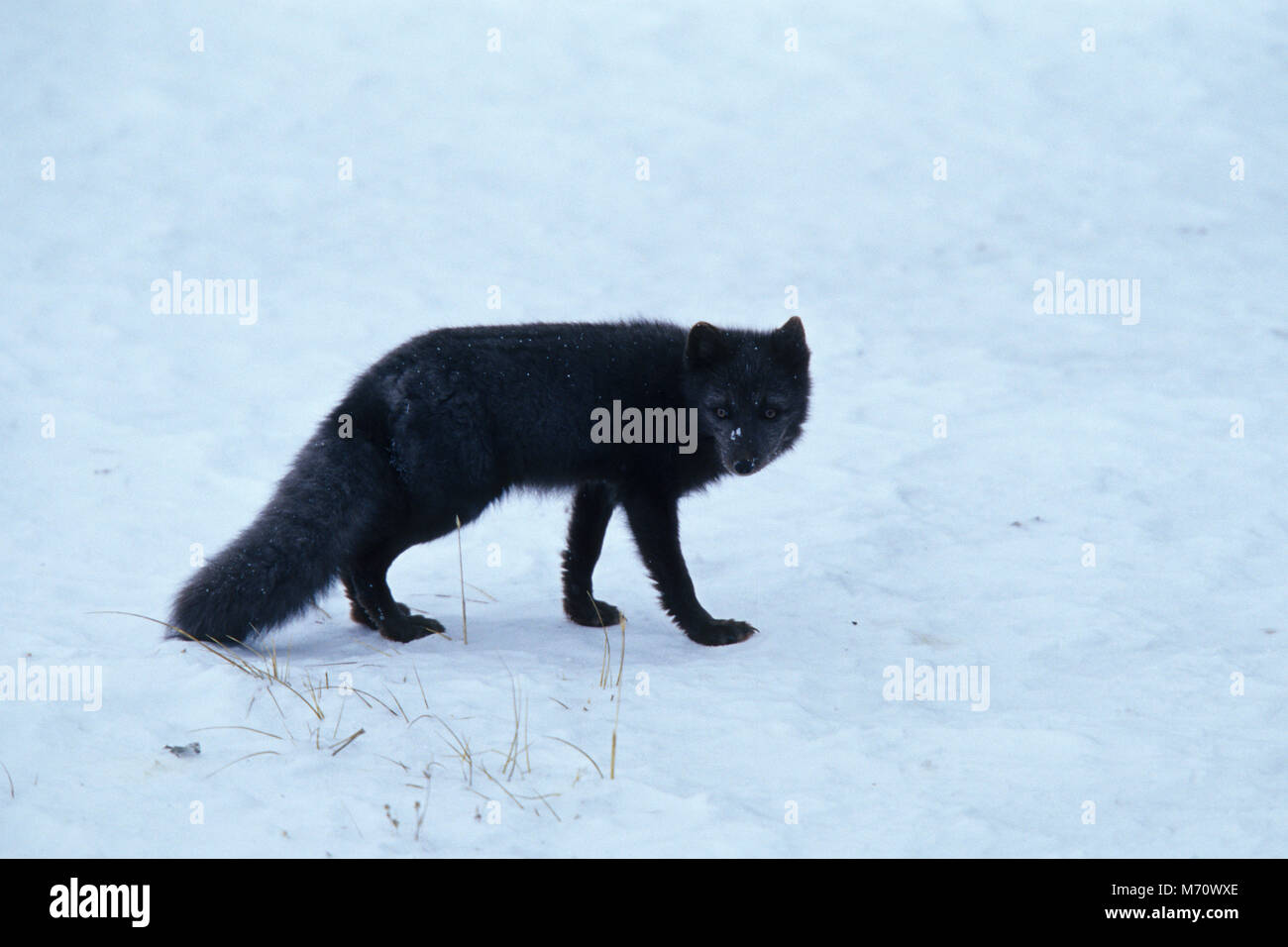 Blue phase fox hi-res stock photography and images - Alamy