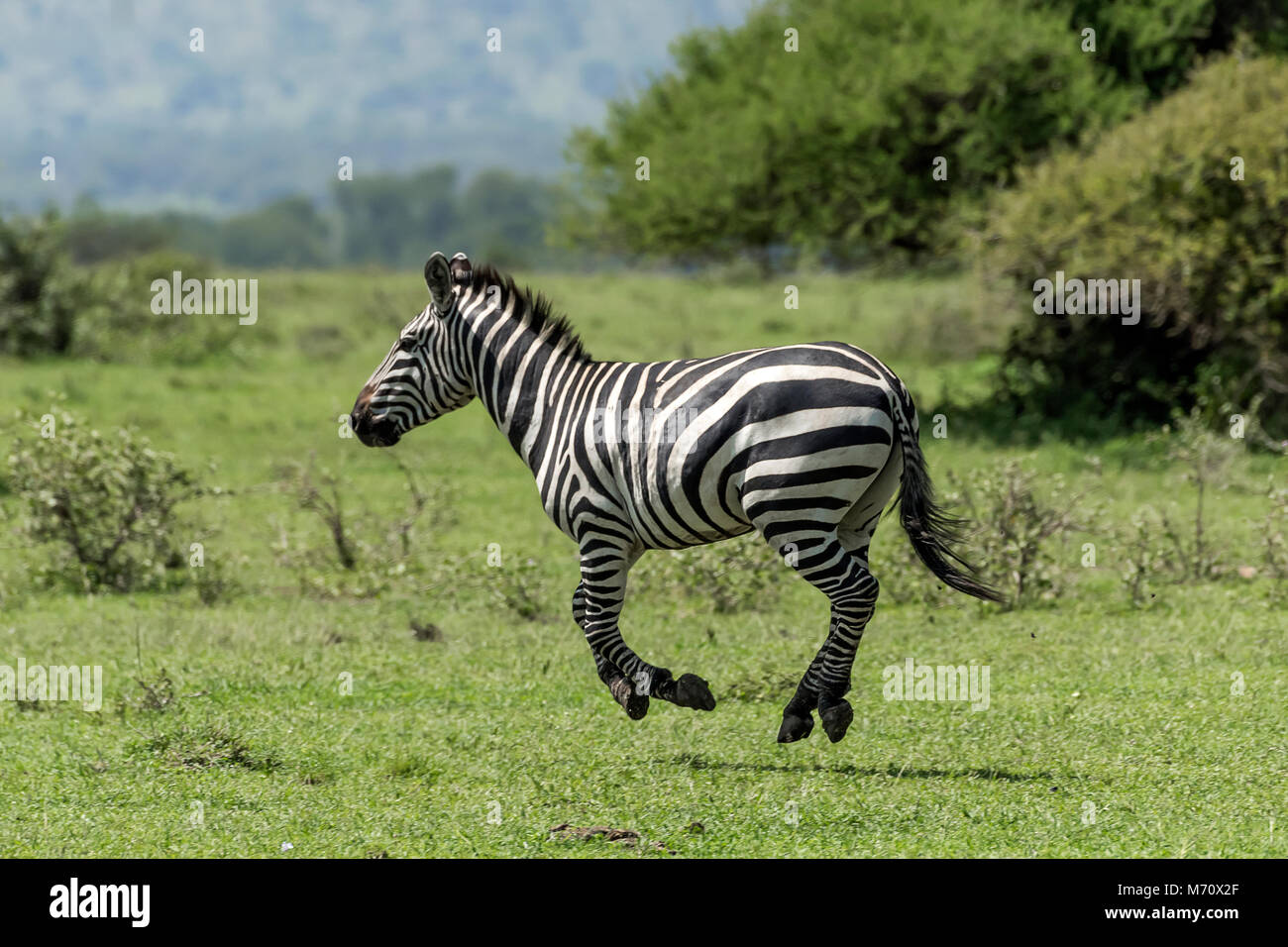 Zebra feet hi-res stock photography and images - Alamy