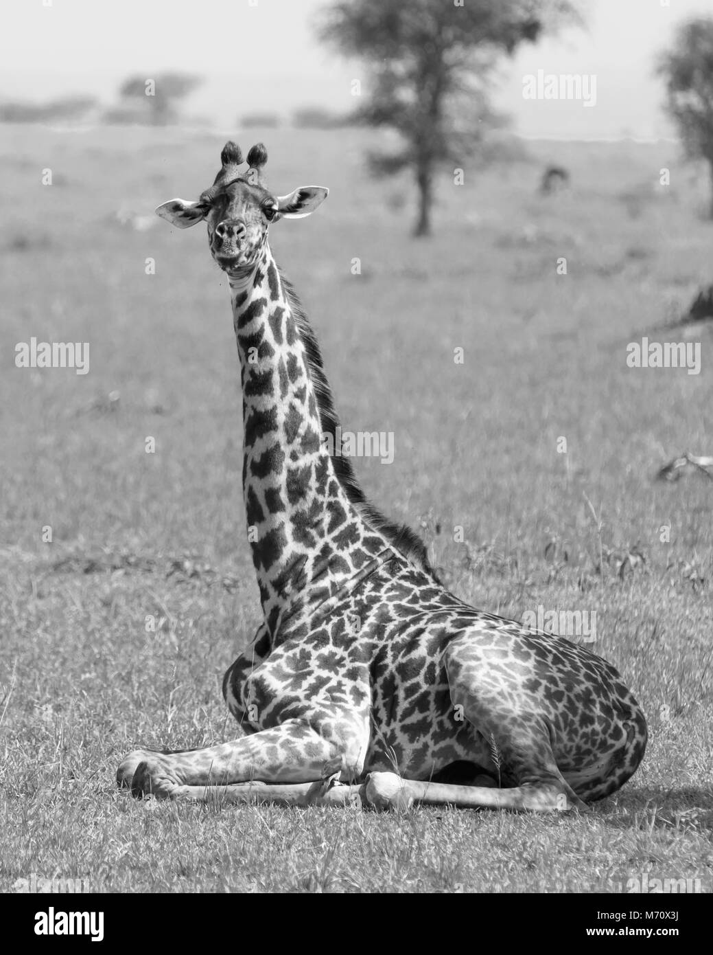 Black And White Photography Baby Giraffe