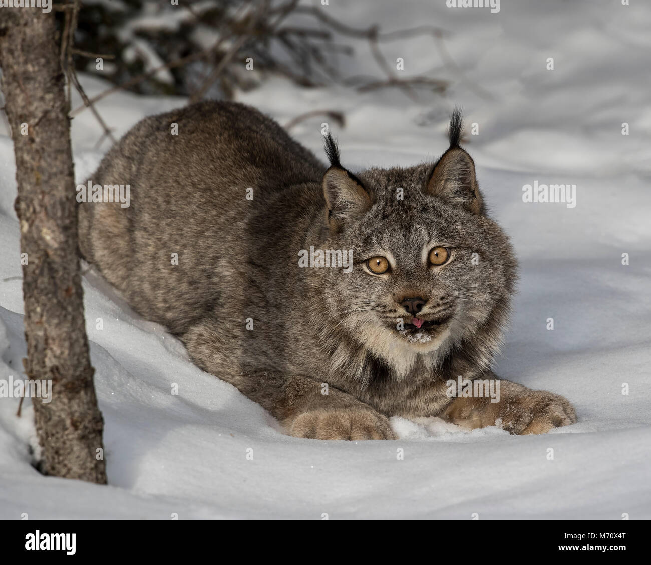 Smart lynx hi-res stock photography and images - Alamy