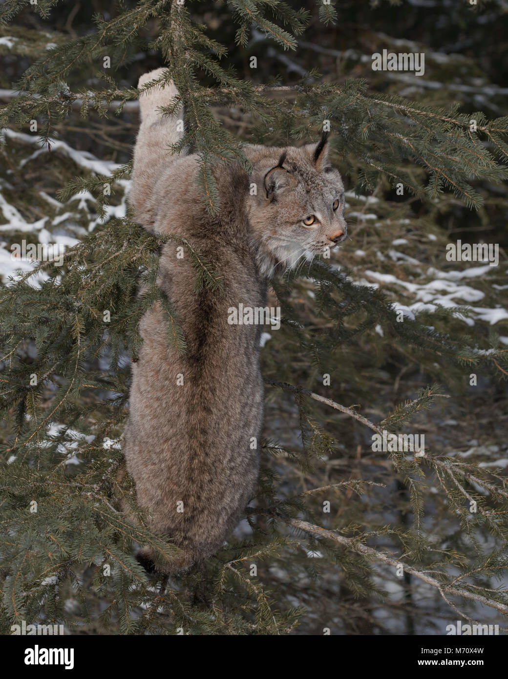 Smart lynx hi-res stock photography and images - Alamy