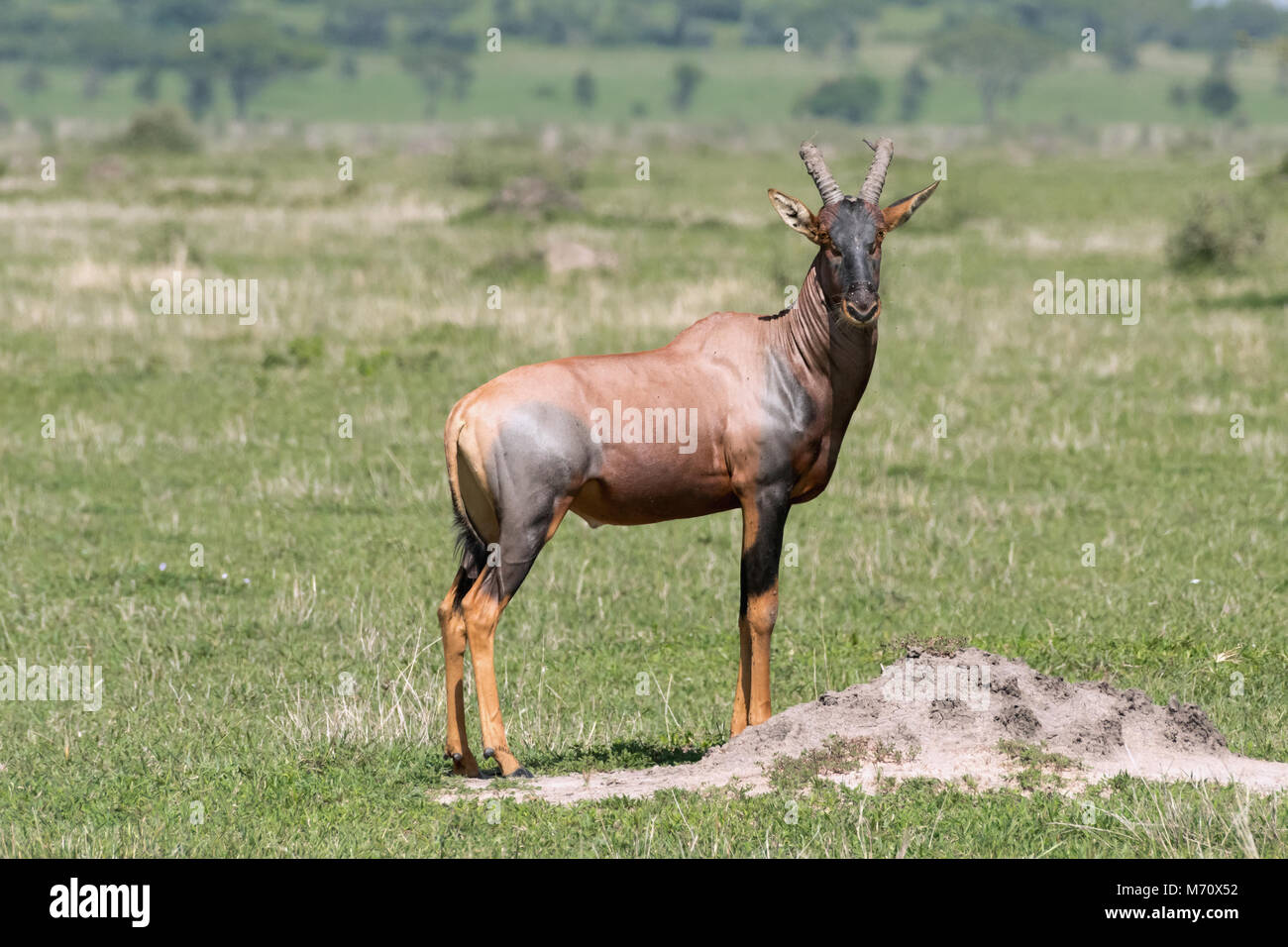 Topi (Damaliscus lunatus jimela) standing by a termite mound, Grumeti ...