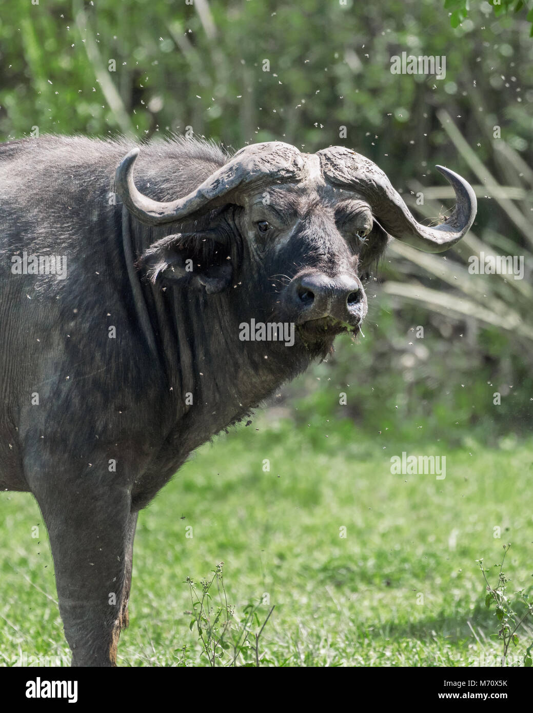 Cape buffalo hi-res stock photography and images - Alamy