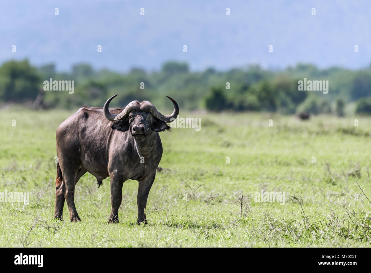 Buffalo hills game reserve hi-res stock photography and images - Alamy