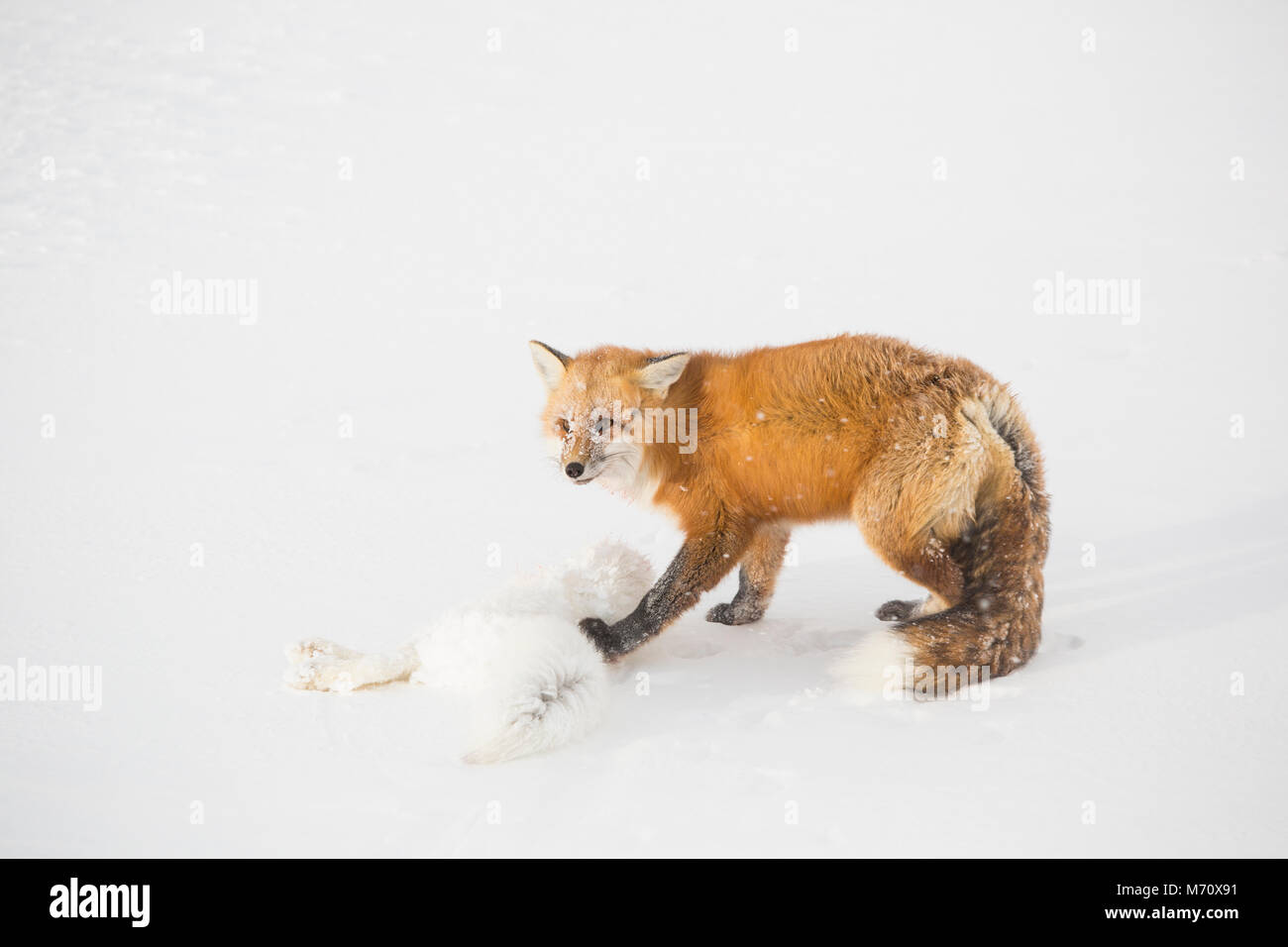 01871-02902 Red Fox (Vulpes vulpes) eating Arctic Fox (Alopex lagopus ...
