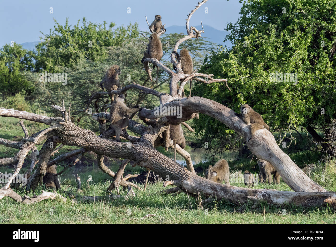 The baboon tree, Grumeti Game Reserve, Serengeti, Tanzania Stock Photo ...