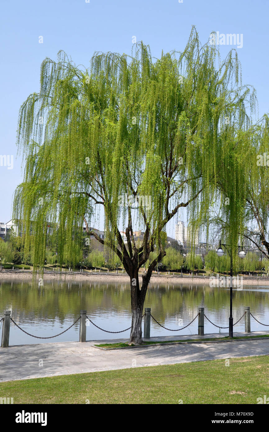 Weeping willow on the river bank in the summer. cityscape Stock Photo ...