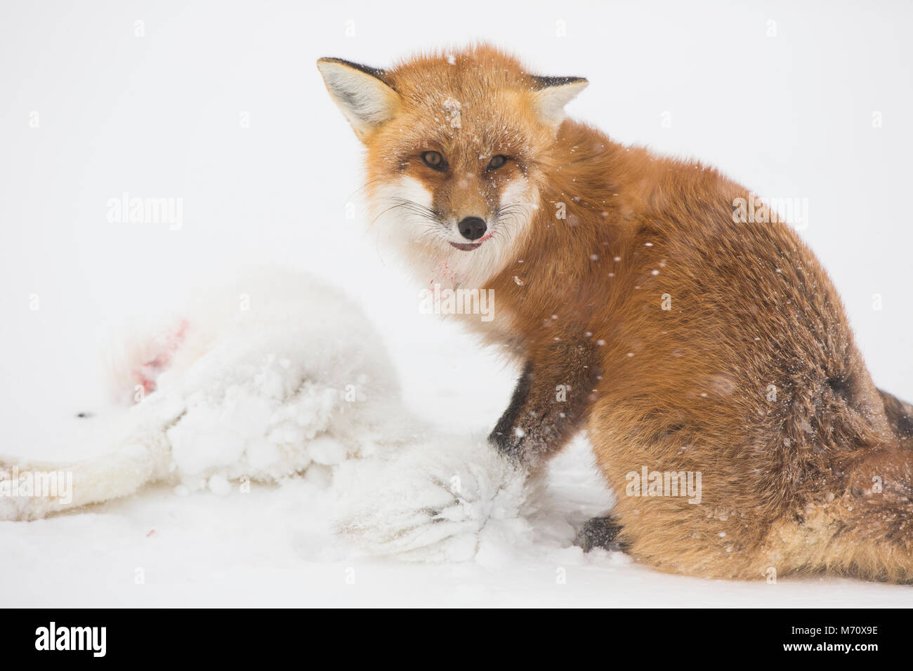 01871-02907 Red Fox (Vulpes vulpes) eating Arctic Fox (Alopex lagopus ...