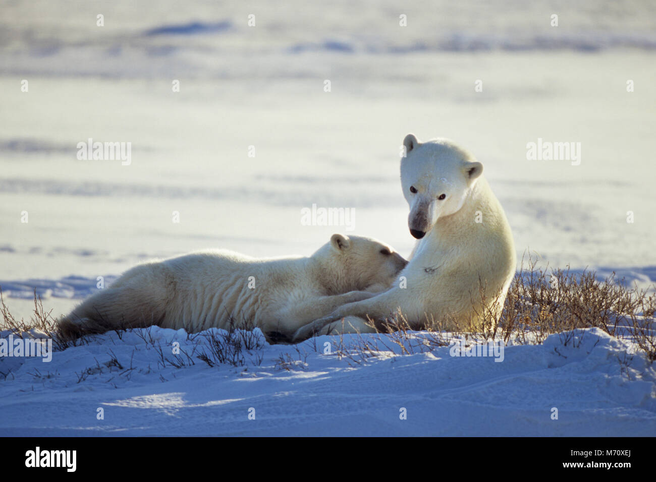 01874-06307 Polar Bear (Ursus maritimus) female nursing cub Churchill ... 01874-06307 Polar Bear (Ursus maritimus) female nursing cub Churchill ...