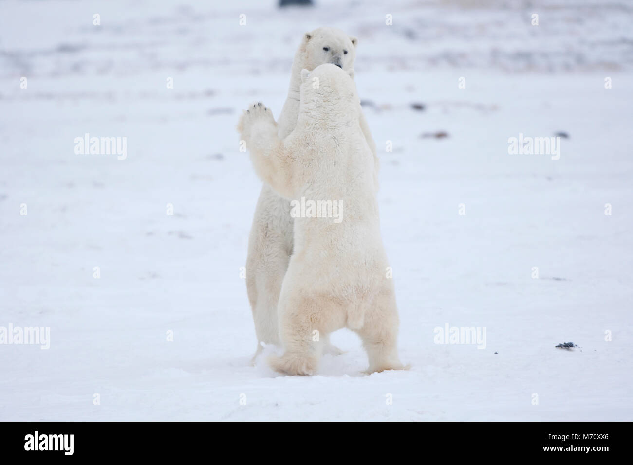 01874-11819 Polar Bears (Ursus maritimus) sparring / fighting in snow, Churchill Wildlife ...