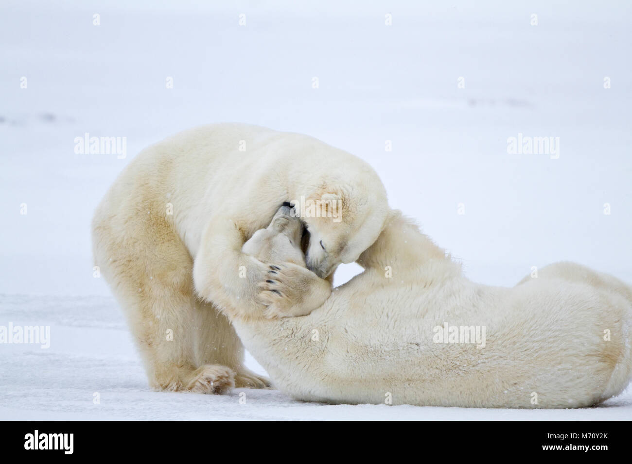 01874 12603 hi-res stock photography and images - Alamy