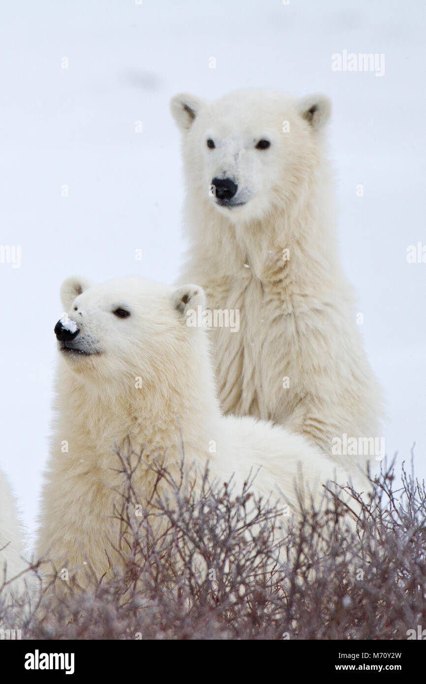 01874-12614 Polar bears (Ursus maritimus) 2 cubs in winter, Churchill Wildlife Management Area ...