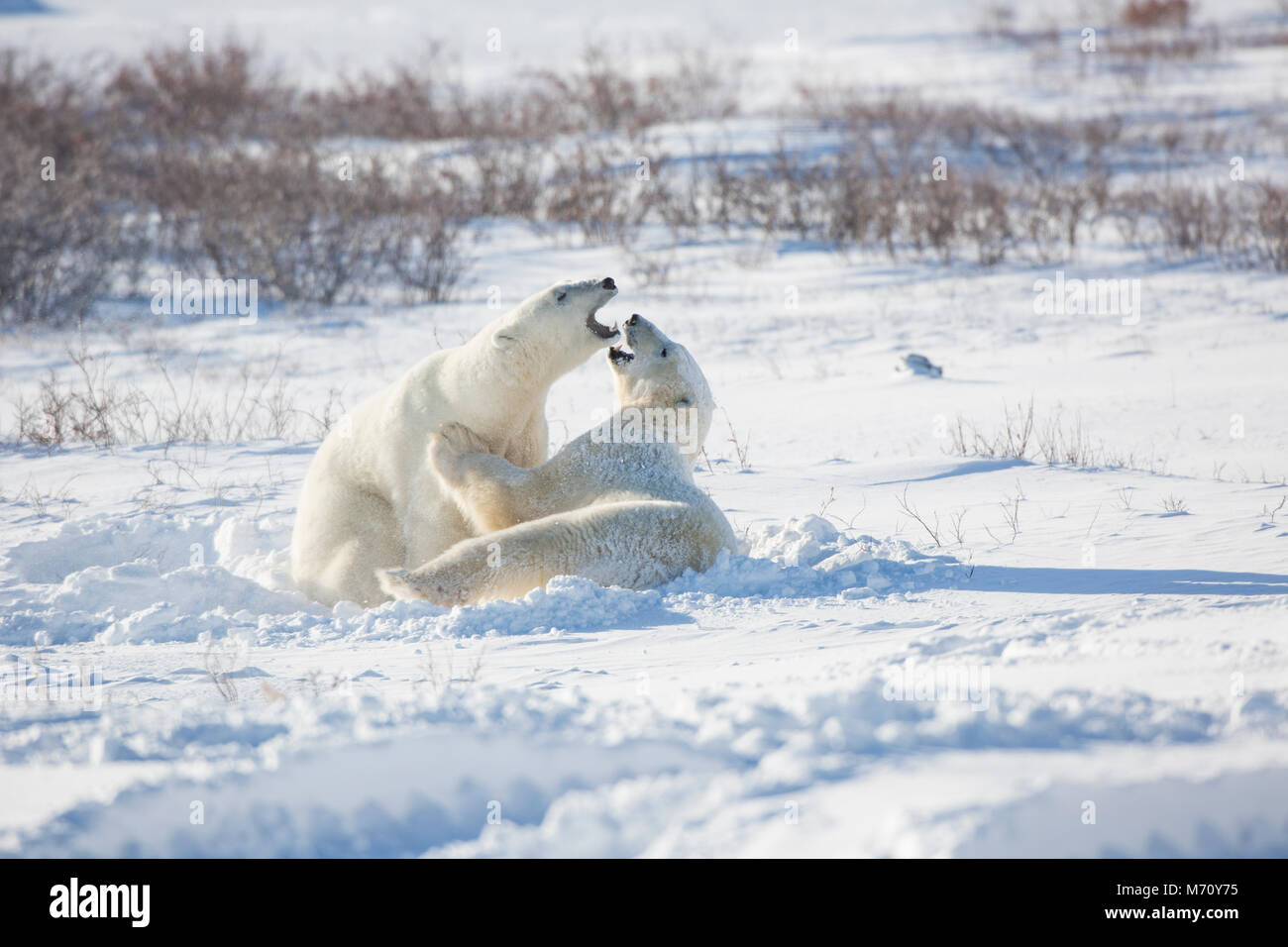 01874-13409 Polar Bears (Ursus maritimus) sparring, Churchill Wildlife Management Area ...