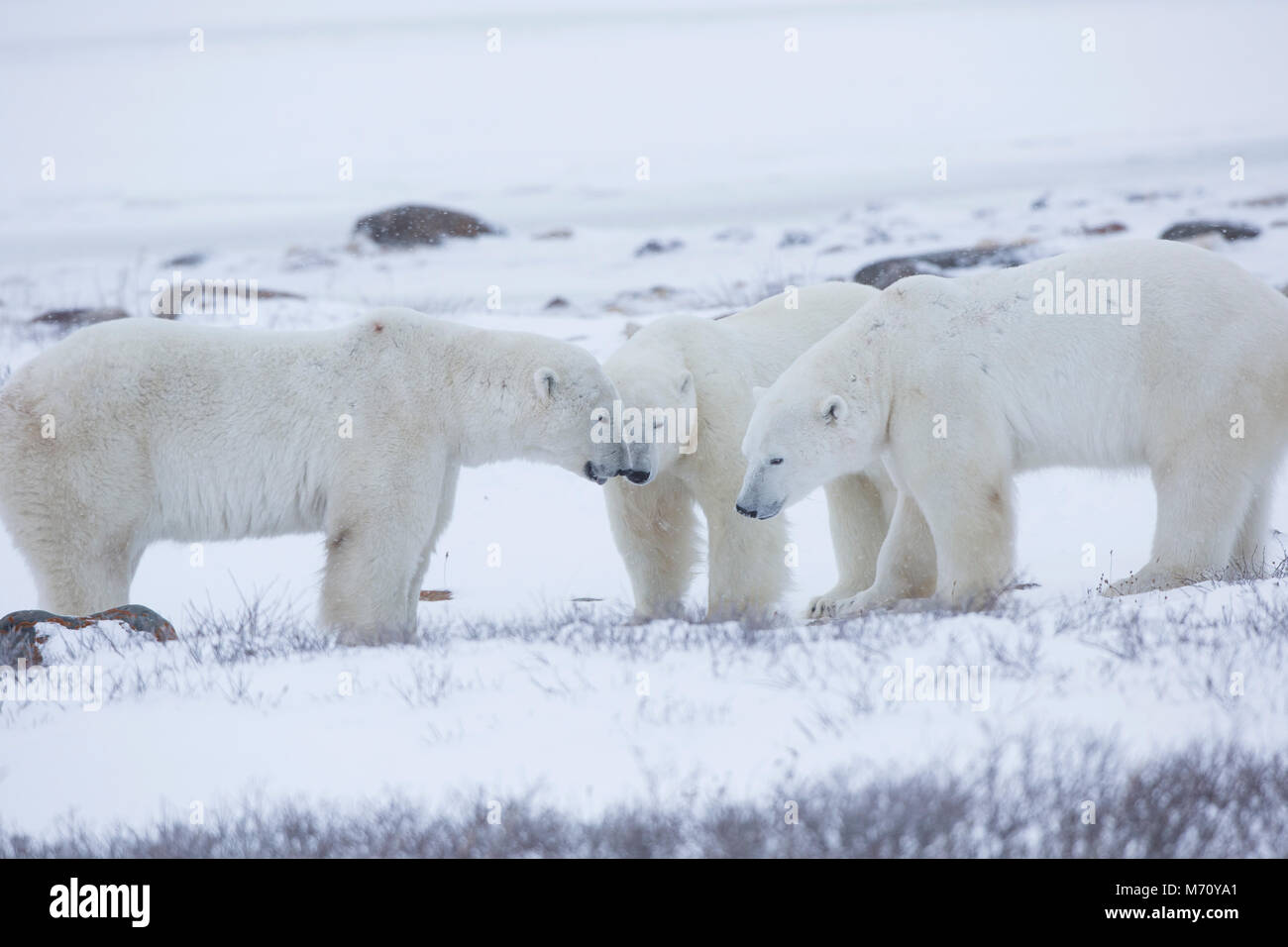 01874-14109 Polar Bears (Ursus maritimus) sparring in Churchill Wildlife Management Area ...