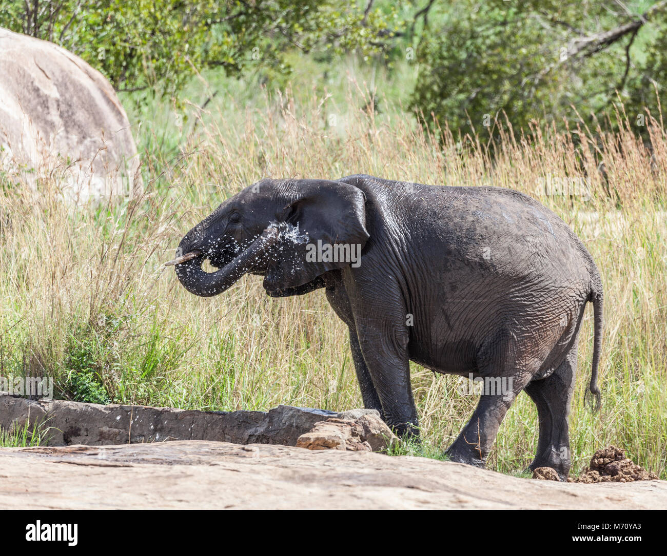 African elephant spraying water hi-res stock photography and images - Alamy