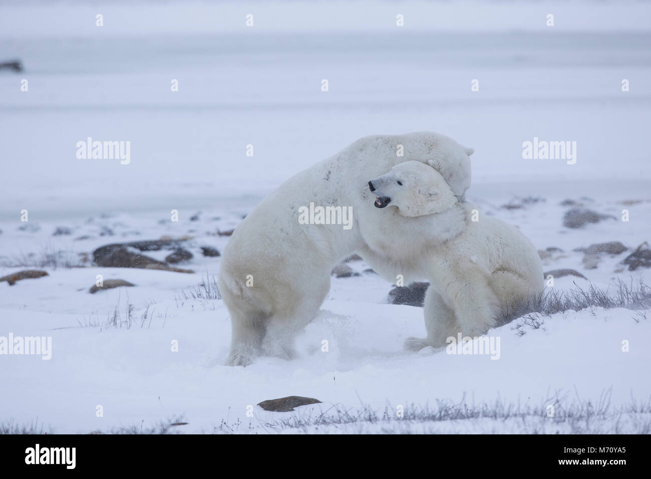 01874-14115 Polar Bears (Ursus maritimus) sparring in Churchill Wildlife Management Area ...