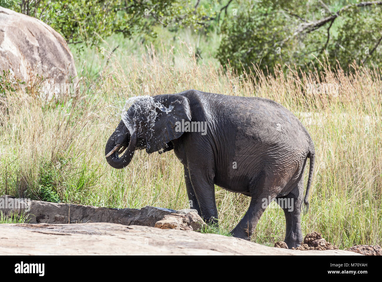 Elephant spraying water hi-res stock photography and images - Alamy