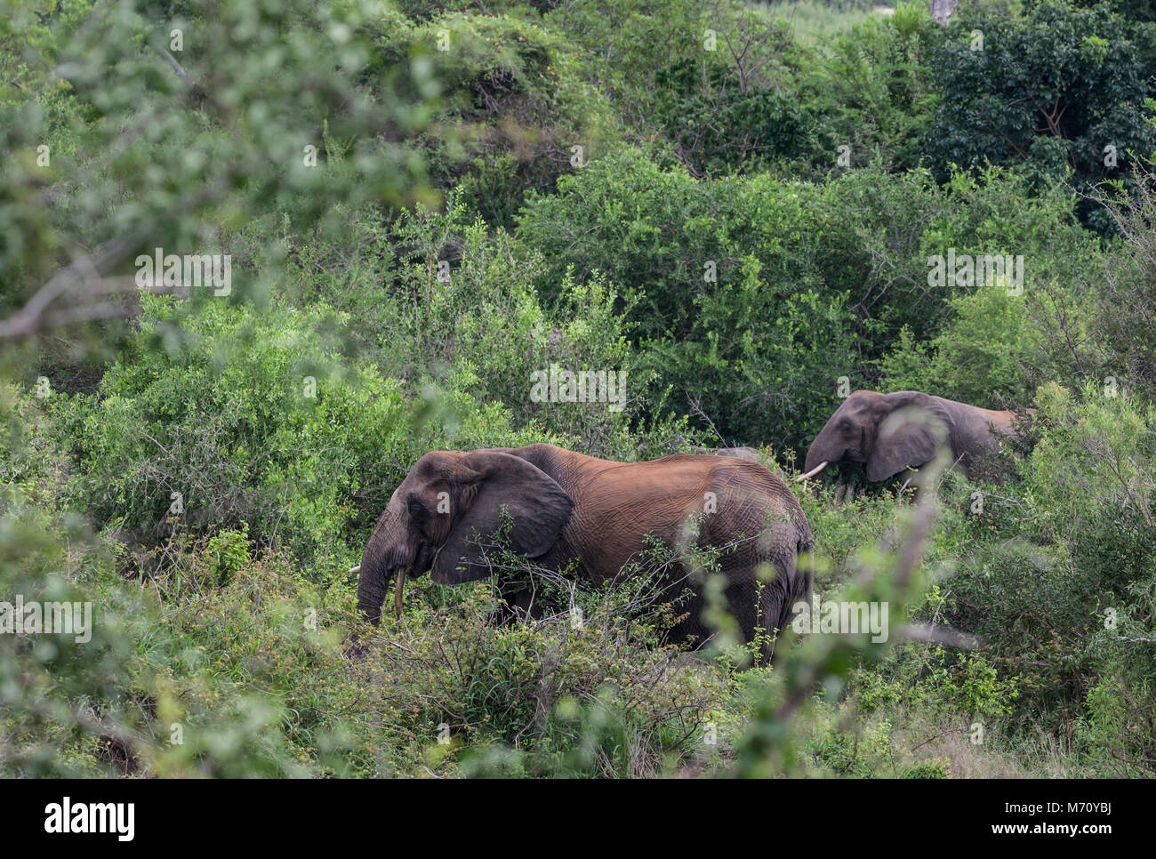 Two African Elephants, Loxodonta africana, having dusted with red soil ...
