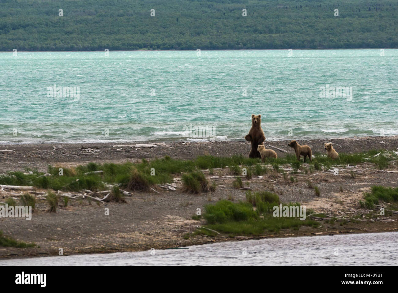 Lower Platform family . Bear 128 - Grazer - and cubs at the mouth of ...