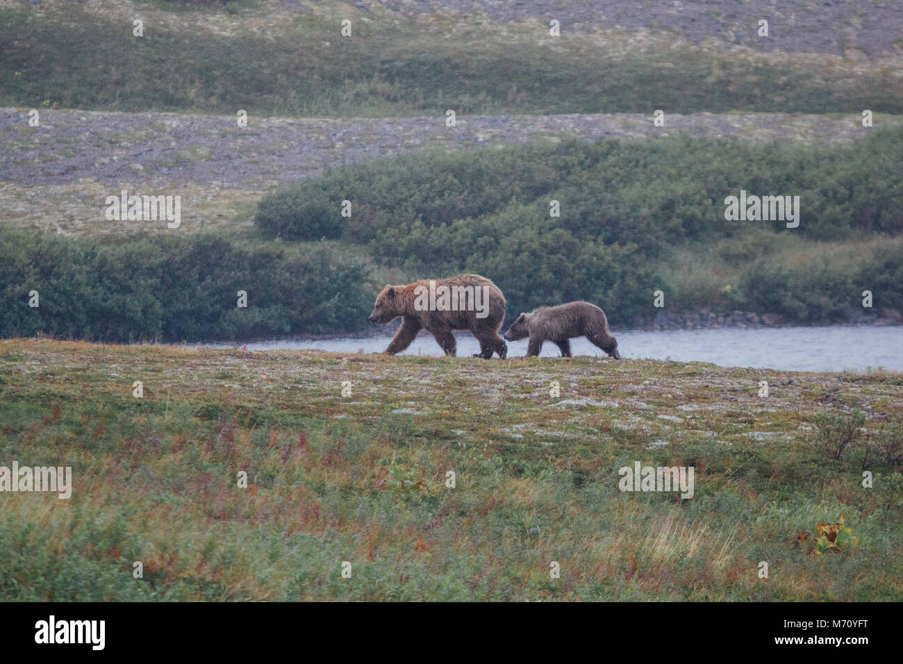 crosswinds momandcub amr . A sow and cub travelling through the tundra ...